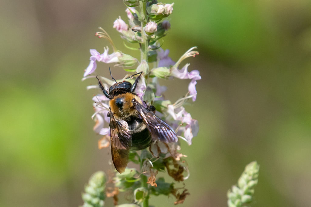 Eastern Carpenter Bee from Chatham County, NC, USA on June 12, 2024 at ...
