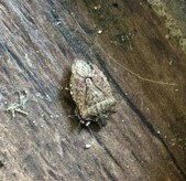 Brown Marmorated Stink Bug from East Lansing, MI, USA on June 30, 2024 ...