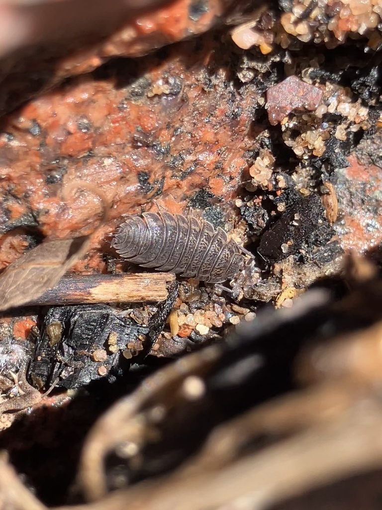 Rathke's Woodlouse from Tri-County Corridor Trail, Ashland, WI, US on ...