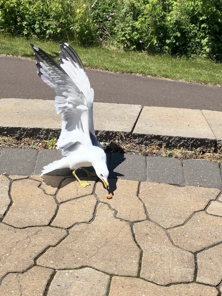 Ring-billed Gull from Tri-County Corridor Trail, Ashland, WI, US on ...
