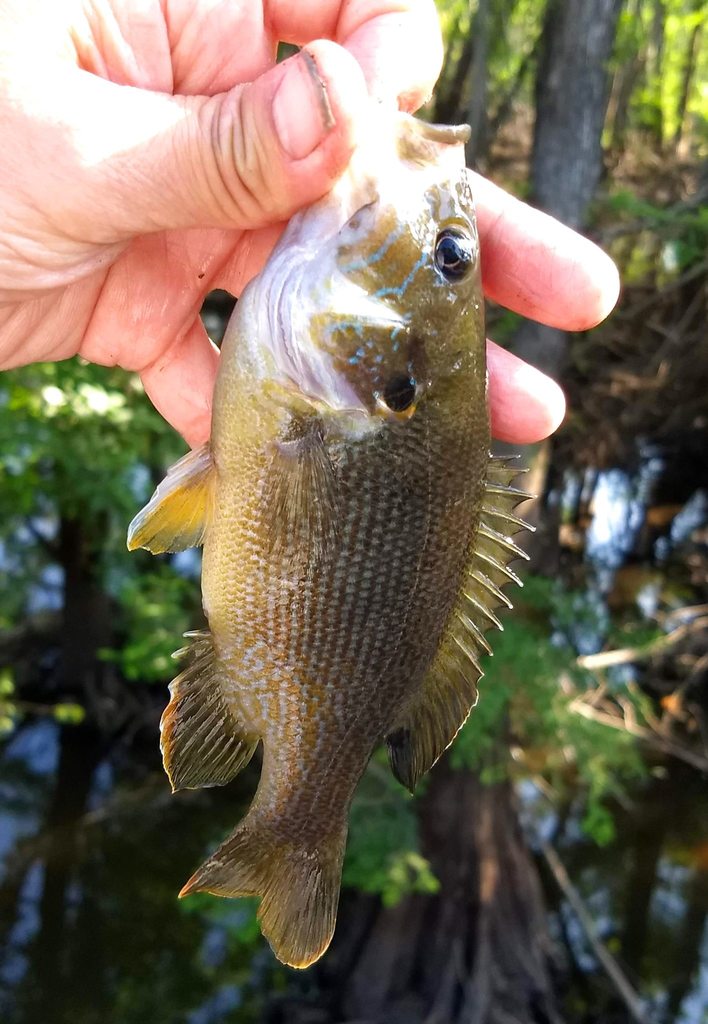 Green Sunfish from Calhoun County, FL, USA on May 21, 2019 at 03:50 AM ...