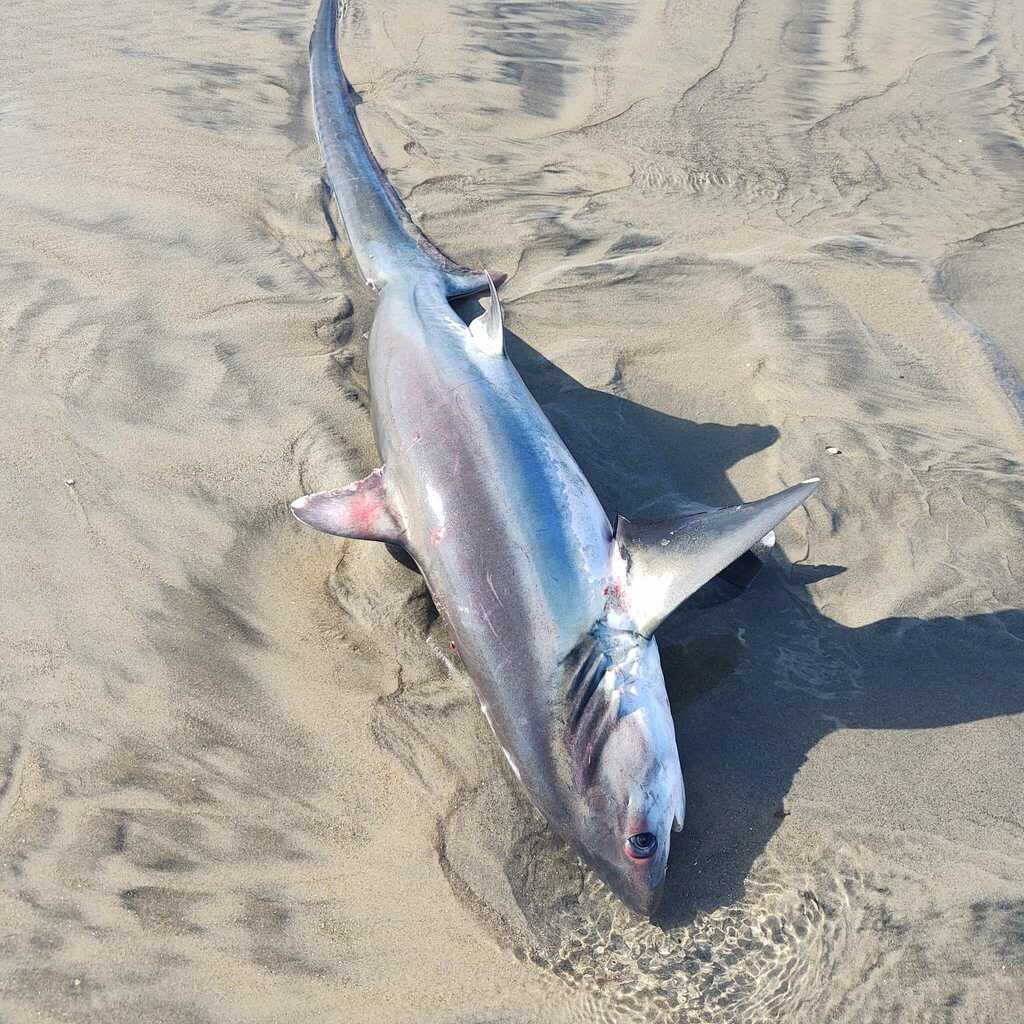 Thresher Shark in June 2024 by Jan · iNaturalist