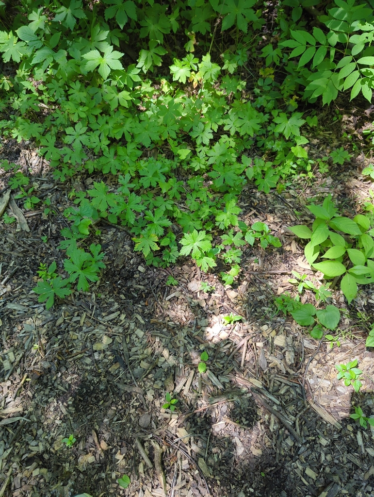 wild geranium from Owatonna, MN, USA on June 30, 2024 at 02:29 PM by ...