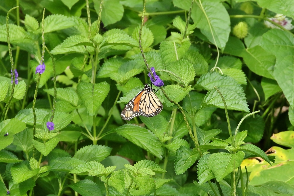 Monarch from Yap, Federated States of Micronesia on April 4, 2019 at 09 ...