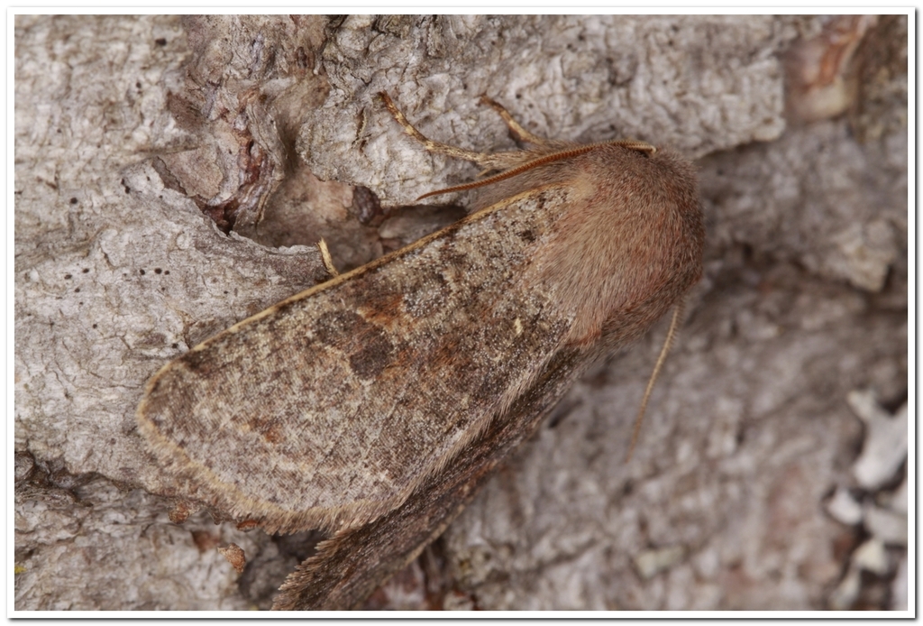 Speckled Green Fruitworm Moth from 478 rue Beach, Metis Beach on May 25 ...