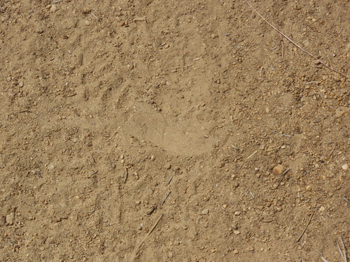 iNaturalist Tracking Database – NatureTracking