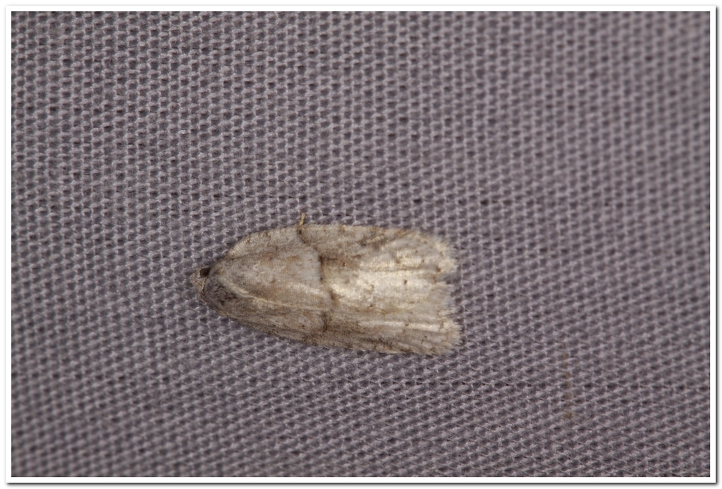 North American Black-headed Birch Leaffolder Moth from 478 rue Beach ...