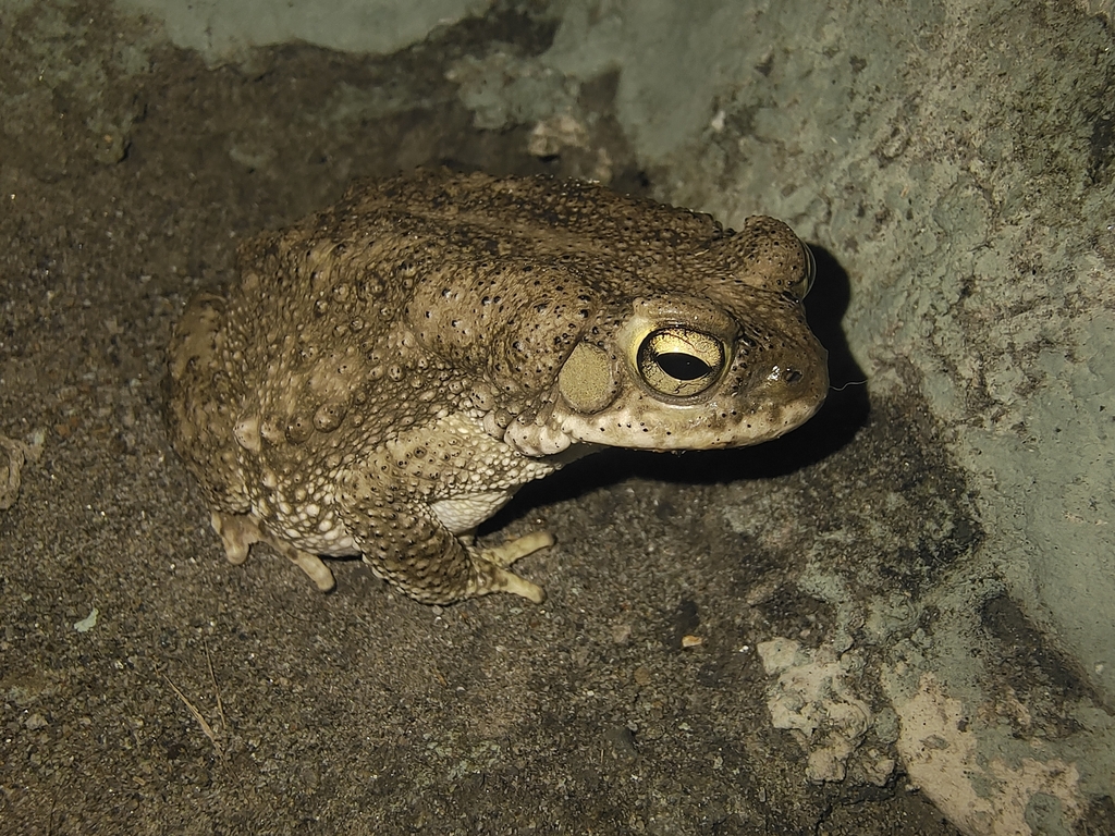 Indus Valley Toad from MECG Lab, 7XMG+P6M Wildlife Institute of India ...