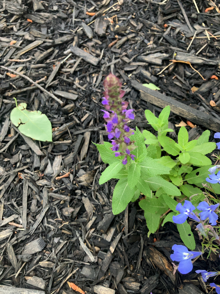 Purple Wood Sage from Grand Falls on June 30, 2024 at 05:58 PM by ...
