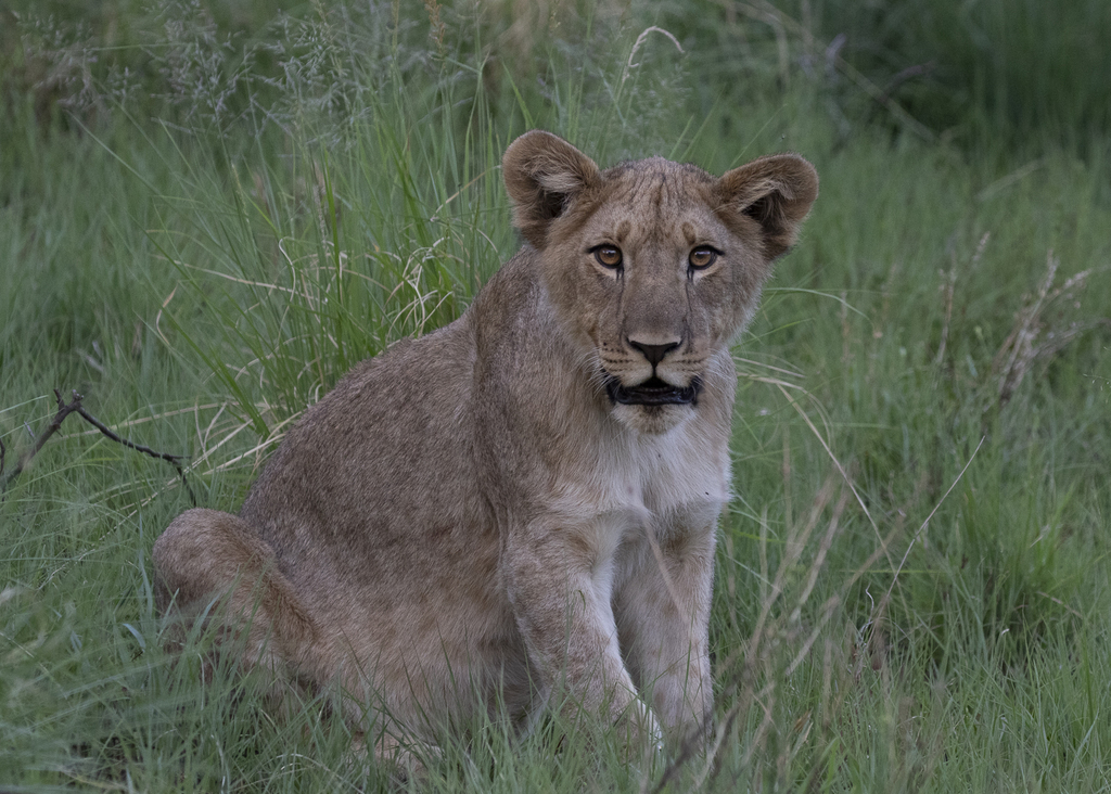 Southern Lion in February 2024 by Andre Harmse · iNaturalist