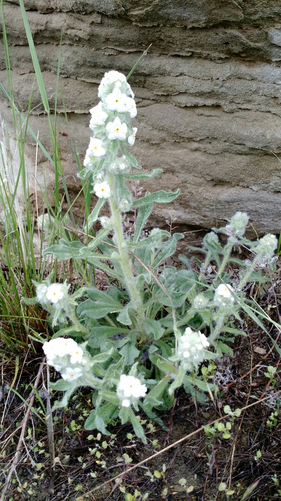 Cockscomb Oreocarya from Yellowstone County, US-MT, US on May 27, 2019 ...
