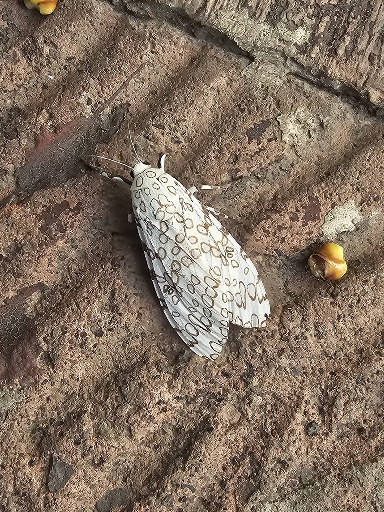 Hypercompe from Zapopan, Jal., México on June 30, 2024 at 02:28 PM by ...