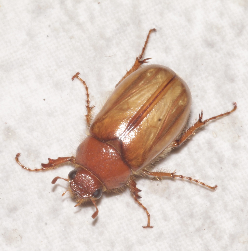 Mayate de Mayo en junio 2024 por mrmangomx · iNaturalist Mexico