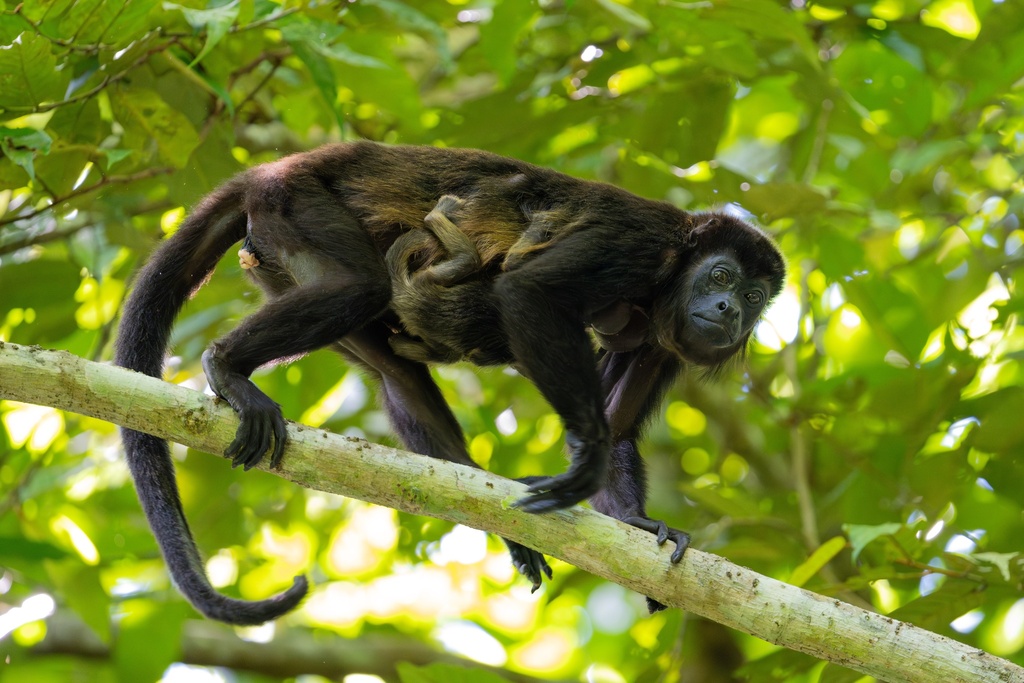 Mantled Howler Monkey from Cam. del Oleoducto, Provincia de Colón ...