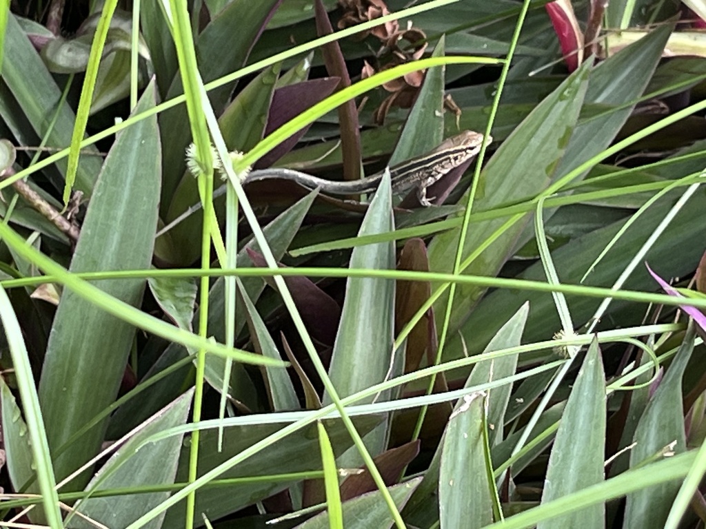 Four-lined Whiptail in June 2024 by Matthew. Lifer · iNaturalist