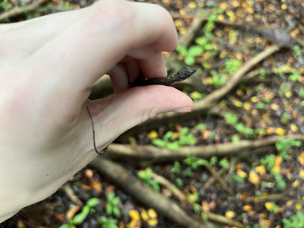 Border Anole in June 2024 by Matthew · iNaturalist