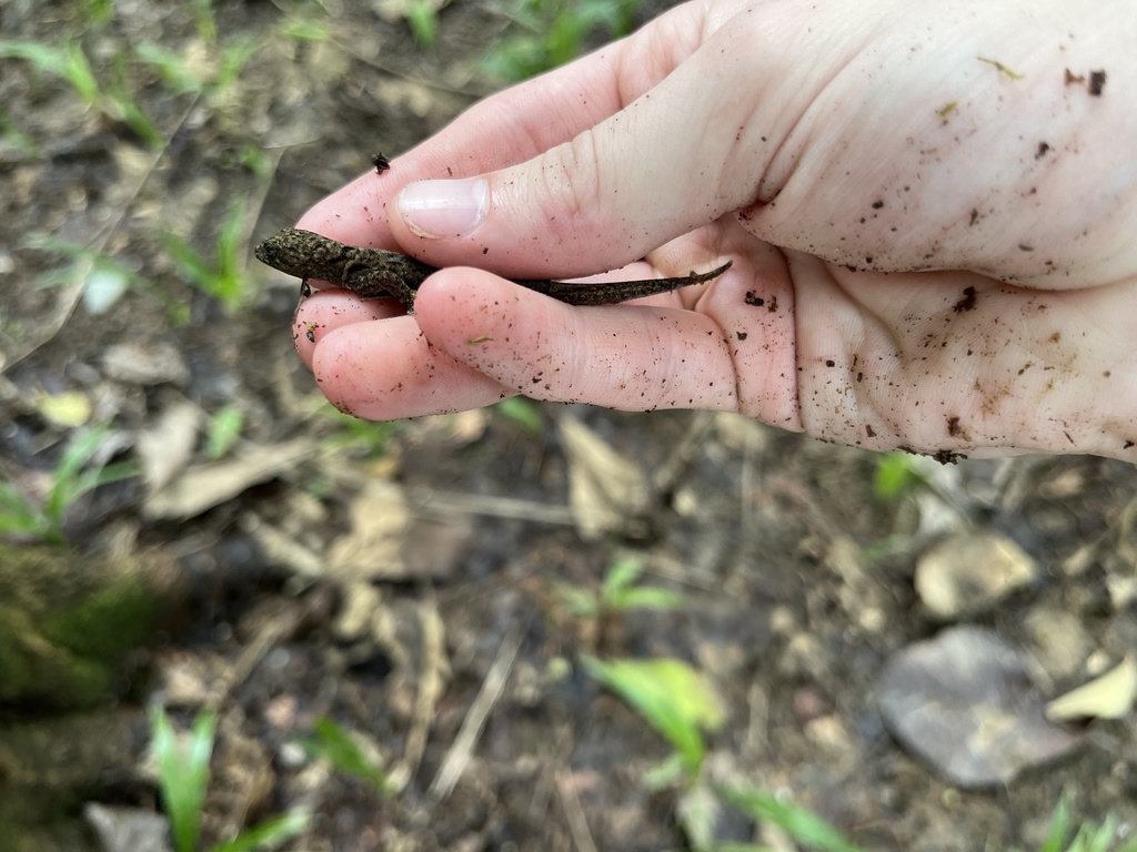 Yellow-headed Gecko in June 2024 by Matthew · iNaturalist