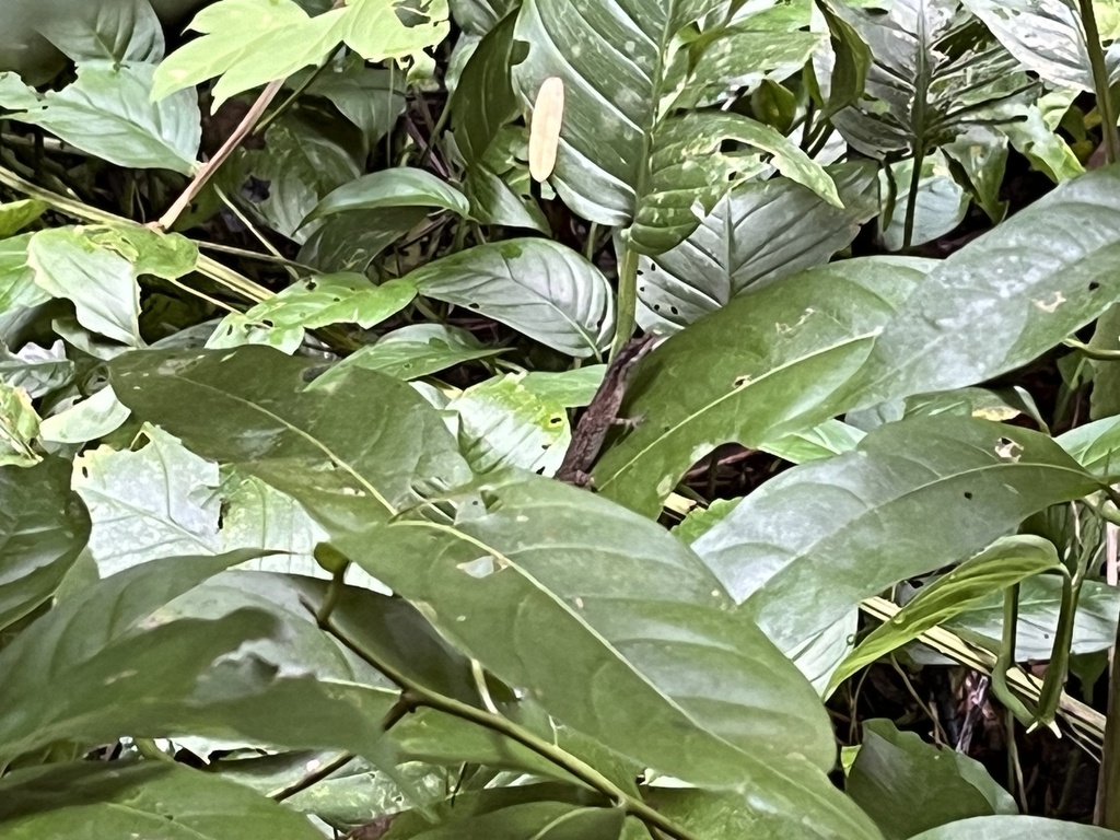 Border Anole in June 2024 by Matthew · iNaturalist