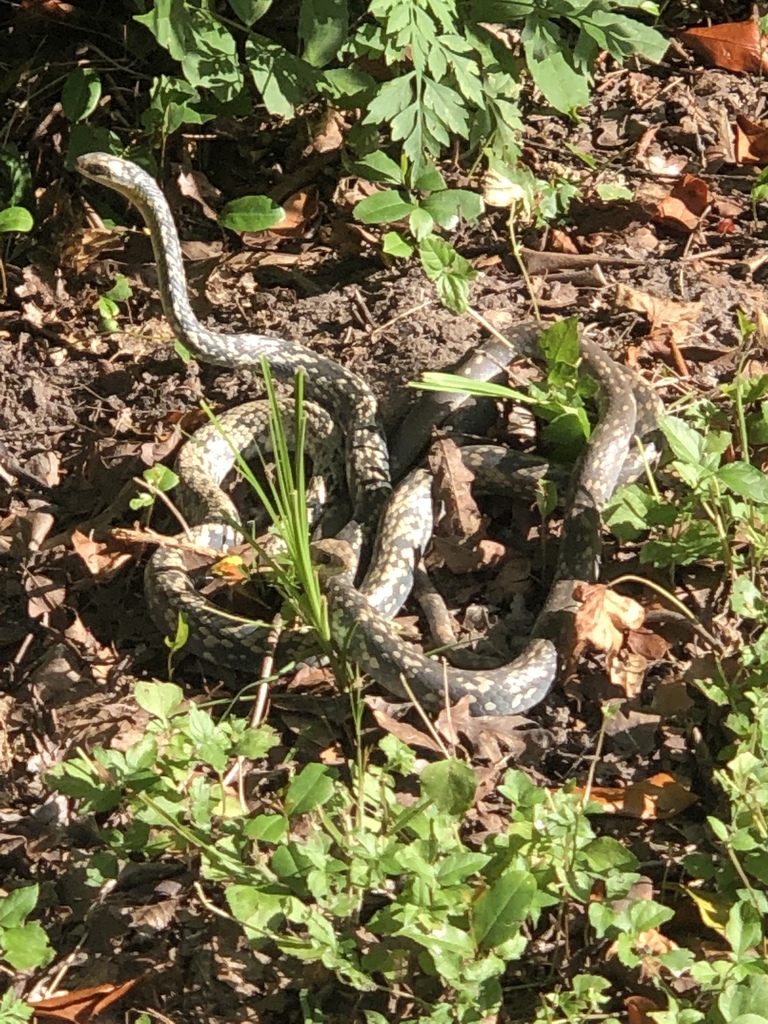 Buttermilk Racer in May 2019 by wpd1951 · iNaturalist