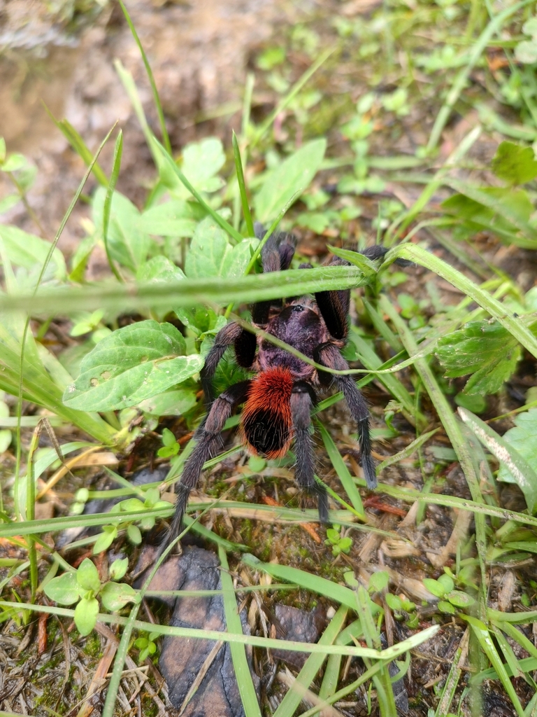 Theraphosini in June 2024 by Diego Manzano Méndez · iNaturalist