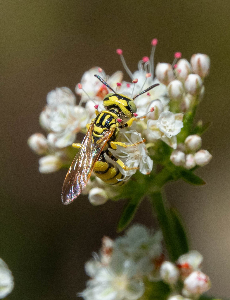 Beewolves from Louis Robidoux Nature Center, Jurupa Valley, CA, US on ...