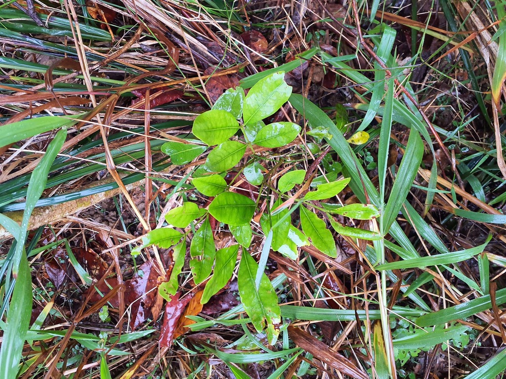 Guioa in June 2024 by Ian Parsons · iNaturalist