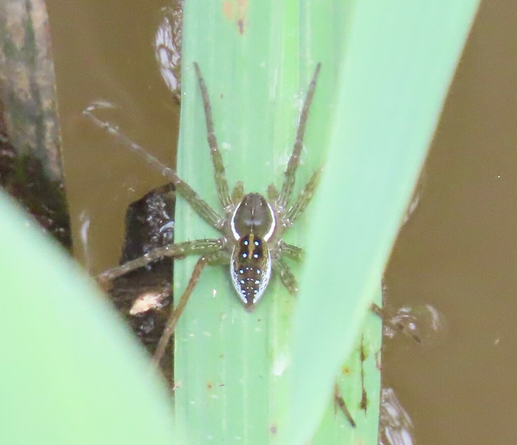 Six-spotted Fishing Spider from Anderson County, TX, USA on June 30 ...