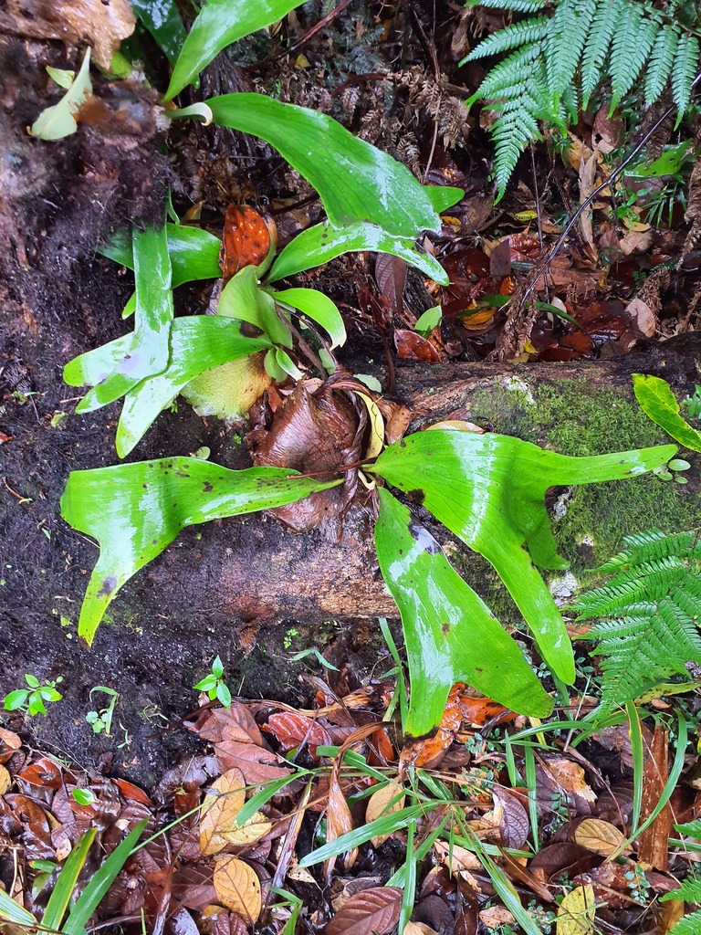 Elkhorn fern in June 2024 by Ian Parsons · iNaturalist