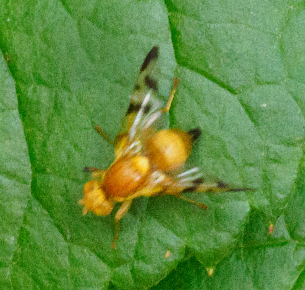 Barberry Fly in June 2024 by Jim Brighton · iNaturalist