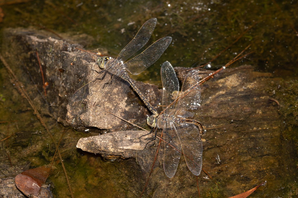 Australian Emperor from Brisbane QLD, Australia on June 30, 2024 at 01: ...