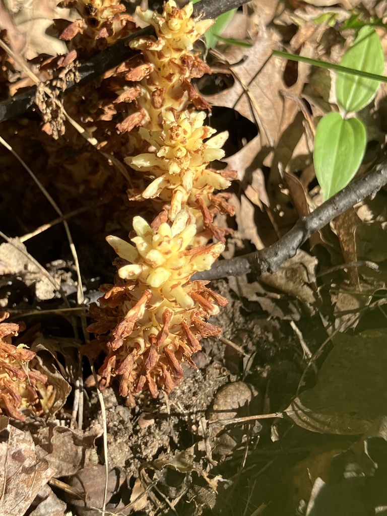 American cancer-root from County Road 510, Negaunee, MI, US on June 30 ...