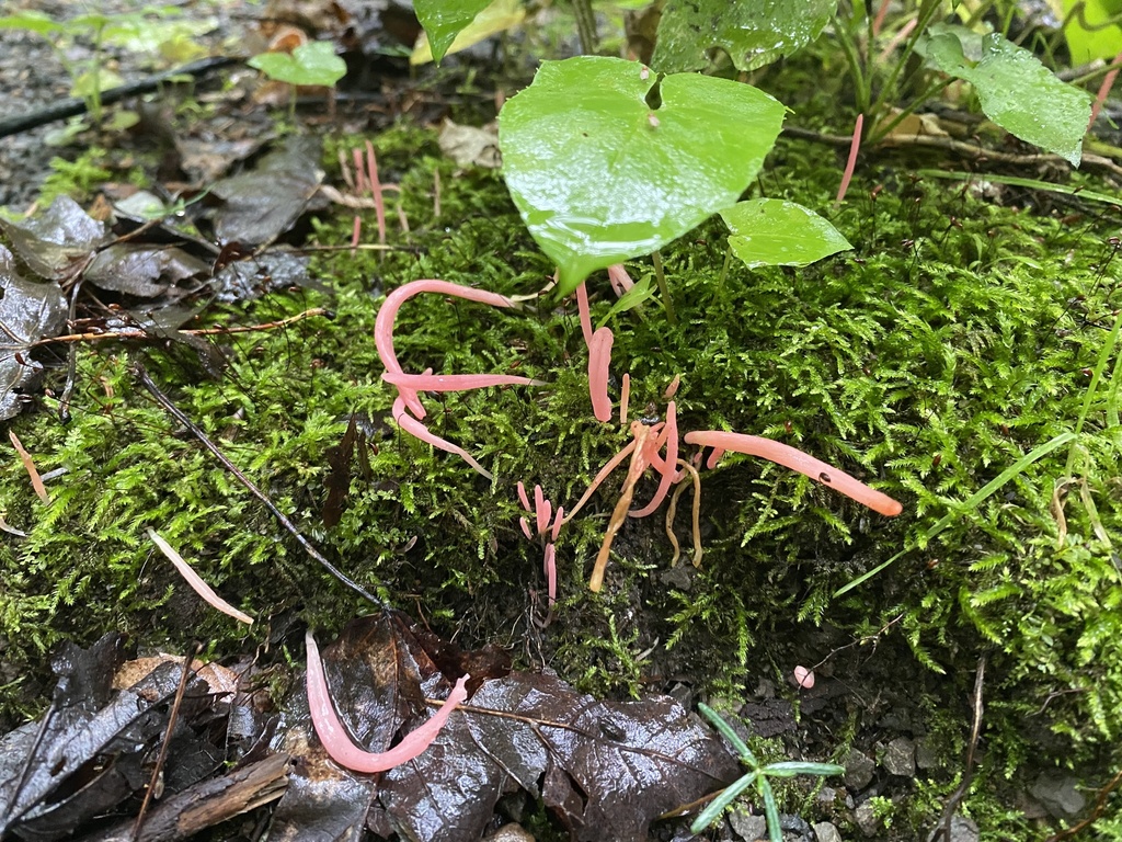 Rose Spindles from Ch de la Rouge, Arundel, QC, CA on June 29, 2024 at ...