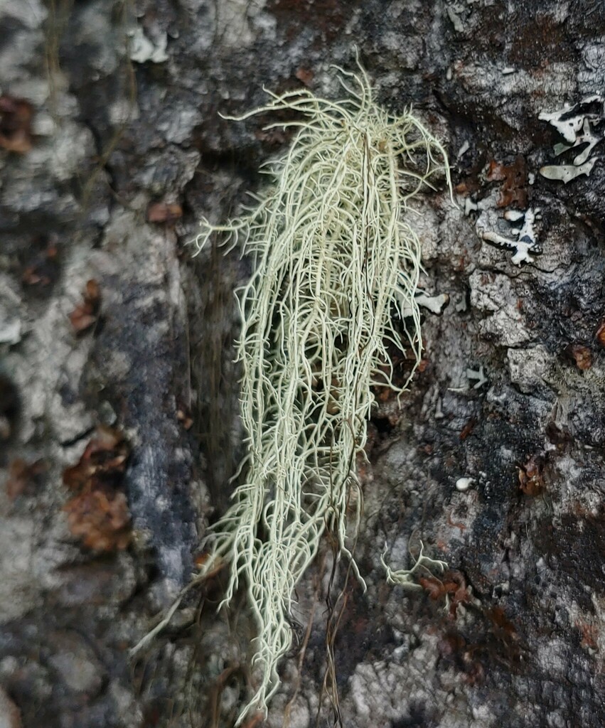 Fishbone Beard Lichen from Clackamas County, OR, USA on June 19, 2024 ...