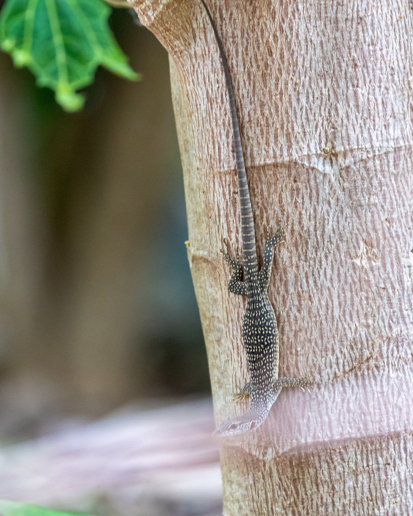 Banded/Spotted Tree Monitor Complex from Gsell St, Wanguri, NT, AU on ...