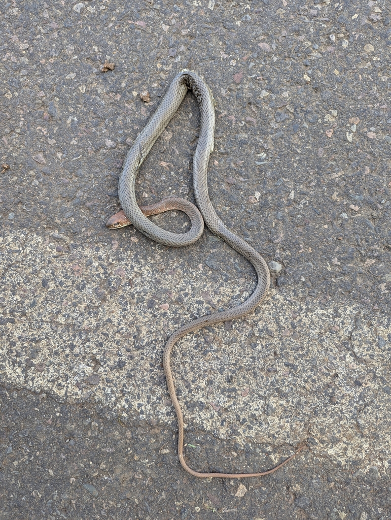 Neotropical Whip Snake from 63835 Nay., México on June 30, 2024 at 03: ...