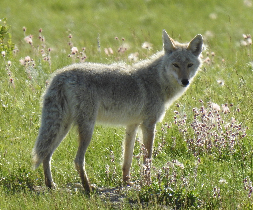 Coyote from Maple Creek No. 111, SK S0N, Canada on June 6, 2024 at 08: ...