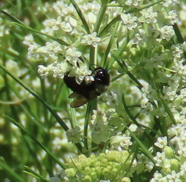 Bumble Bees from Scott County, IA, USA on June 23, 2024 at 12:21 PM by ...