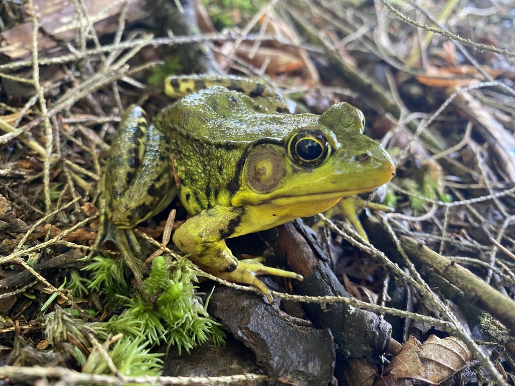 Green Frog from Lac du Caribou, Arundel, QC, CA on June 30, 2024 at 09: ...