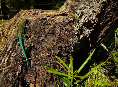 Blue-Green Smooth-throated Lizard (Liolaemus tenuis) - Snakes and Lizards