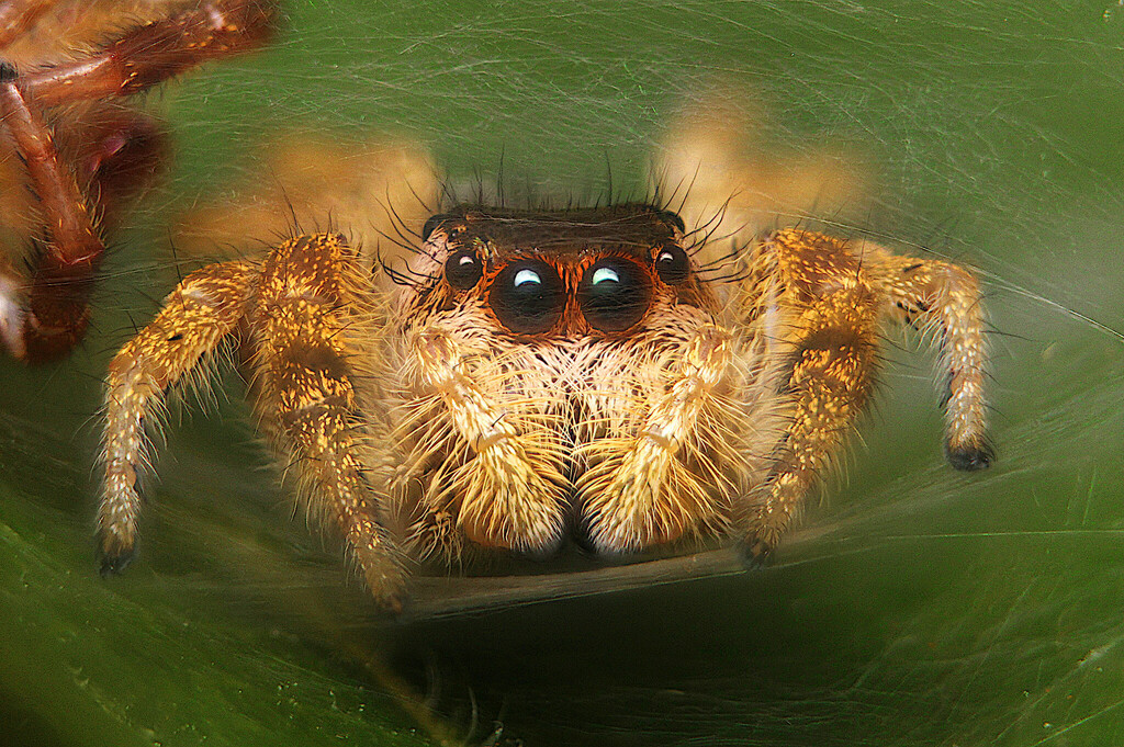 Golden Jumping Spider in June 2024 by Matthew Lindsey · iNaturalist