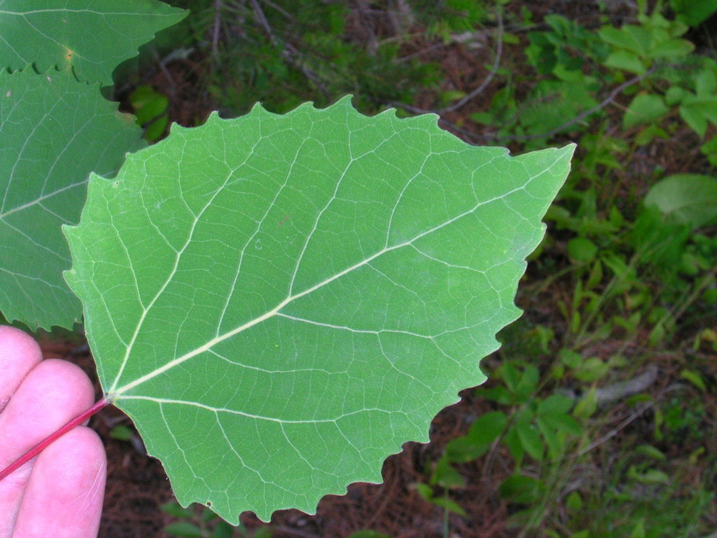 Bigtooth Aspen (UWEC 332 Day 2) · iNaturalist
