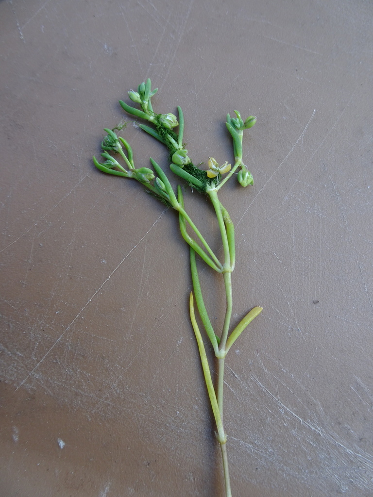 Greek Sea-spurrey from Mason County, WA, USA on June 20, 2024 at 06:53 ...