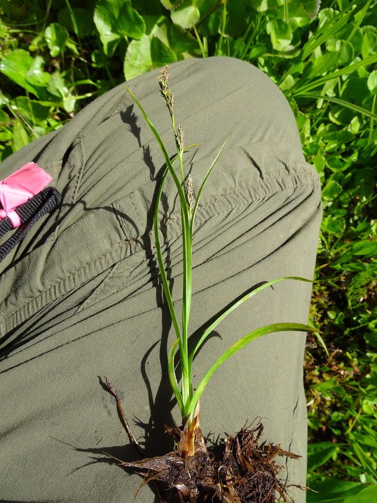 Carex Luzulina Clade from Grays Harbor County, WA, USA on June 25, 2024 ...