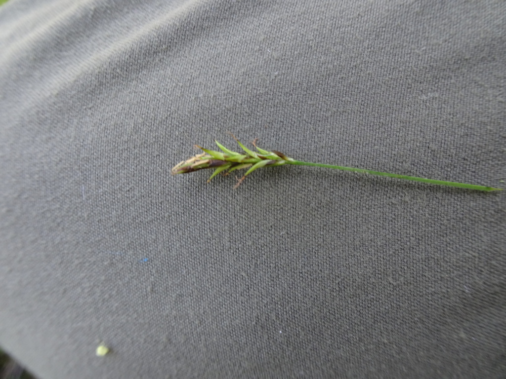 Coiled Sedge from Grays Harbor County, WA, USA on June 25, 2024 at 10: ...
