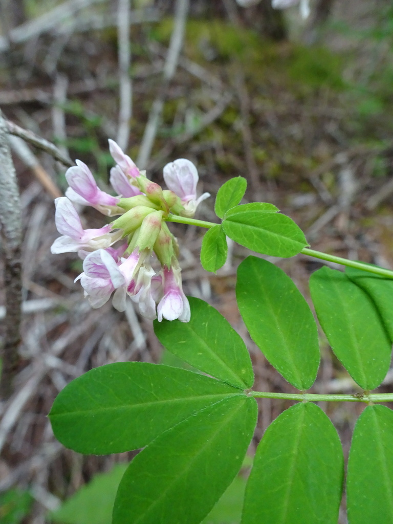 Rosy Bird's-foot Trefoil from Mason County, WA, USA on June 22, 2024 at ...