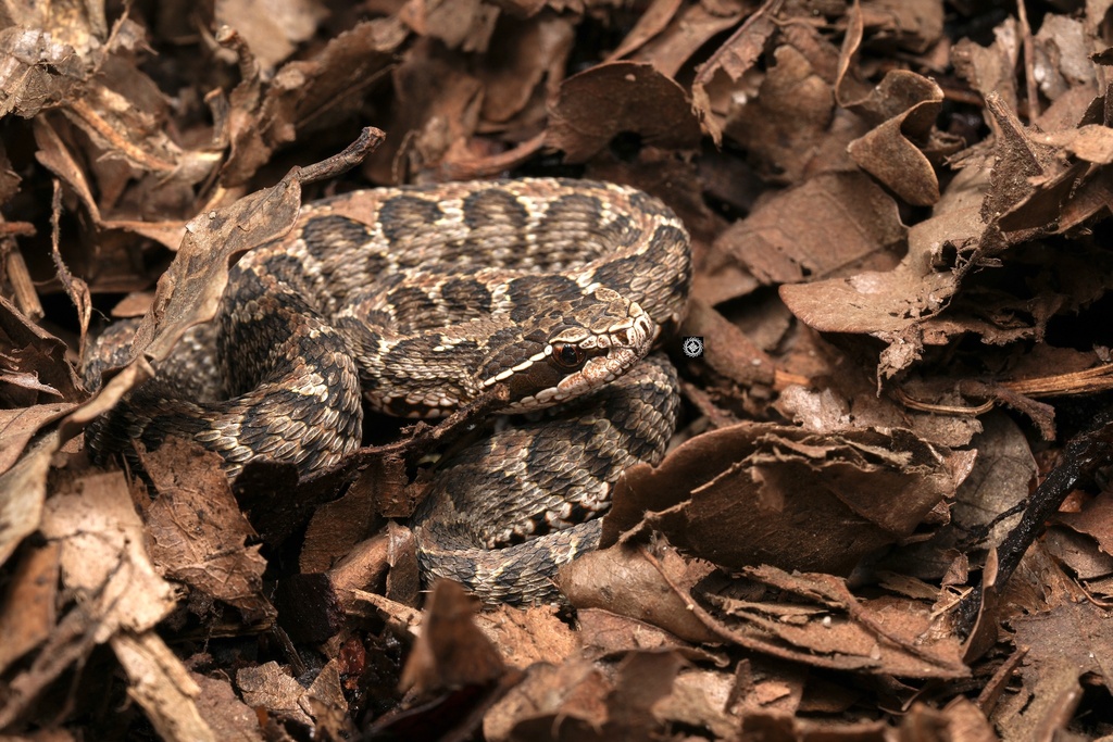 Short-tailed Mamushi from 北京西山国家森林公园, 北京市, CN on June 30, 2024 at 08:19 ...