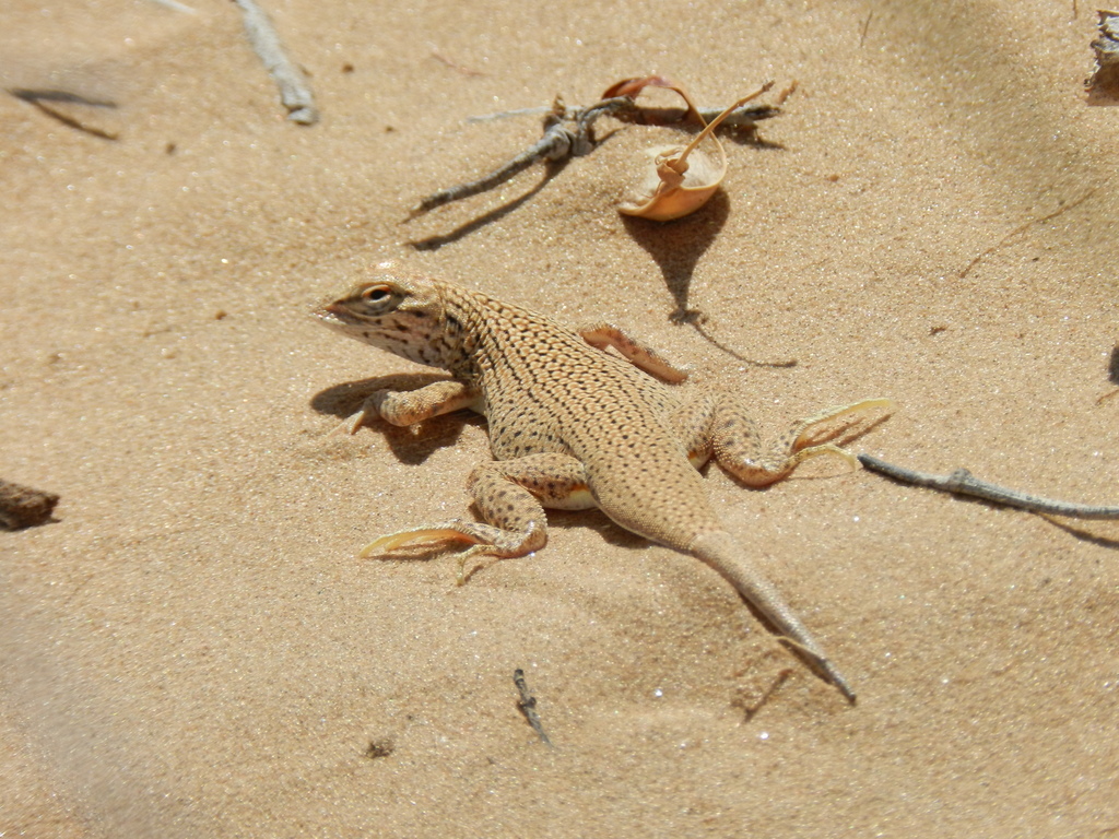 Yuman Desert Fringe-toed Lizard in June 2016 by Tereka Lasso · iNaturalist