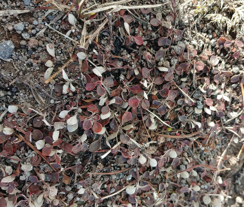wild buckwheats from Clackamas, Oregon, United States on June 19, 2024 ...