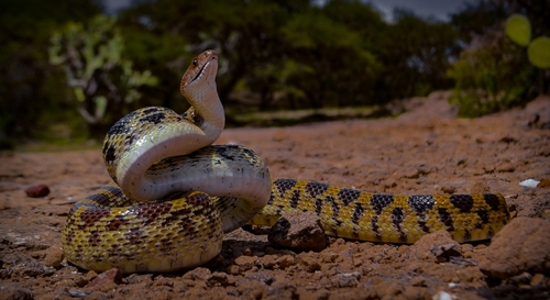 (Pituophis deppei deppei) - Snakes and Lizards