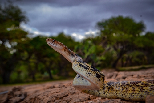 (Pituophis deppei deppei) - Snakes and Lizards